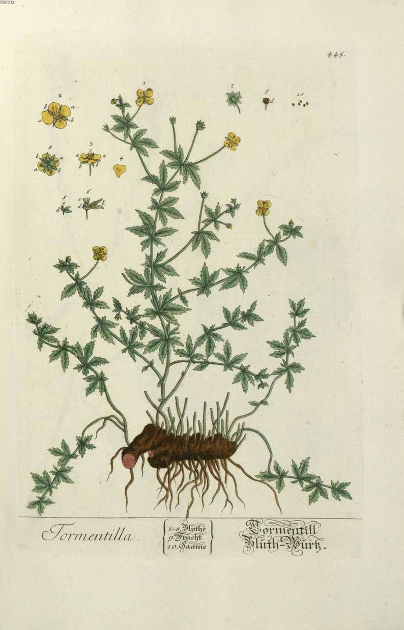 Tormentilla Root Potentilla Tormentilla Officinalis 50 Grams - Etsy