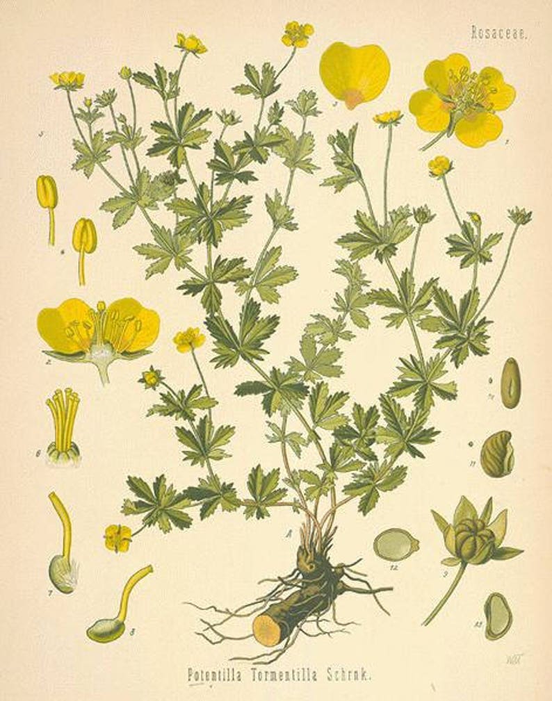 Tormentilla Root - Potentilla Tormentilla Officinalis - 50 Grams - Etsy