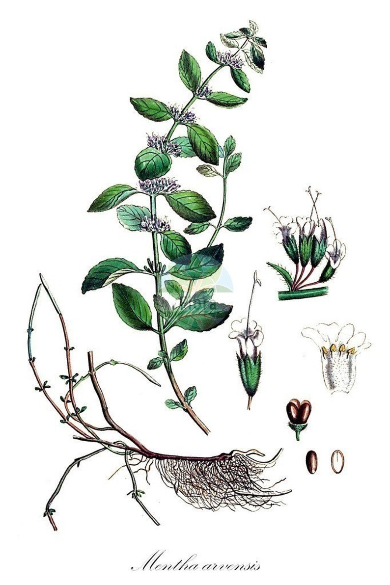 Cornmint Essential Oil-mentha Arvensis 100% Pure Essential Oil - 10ml ...