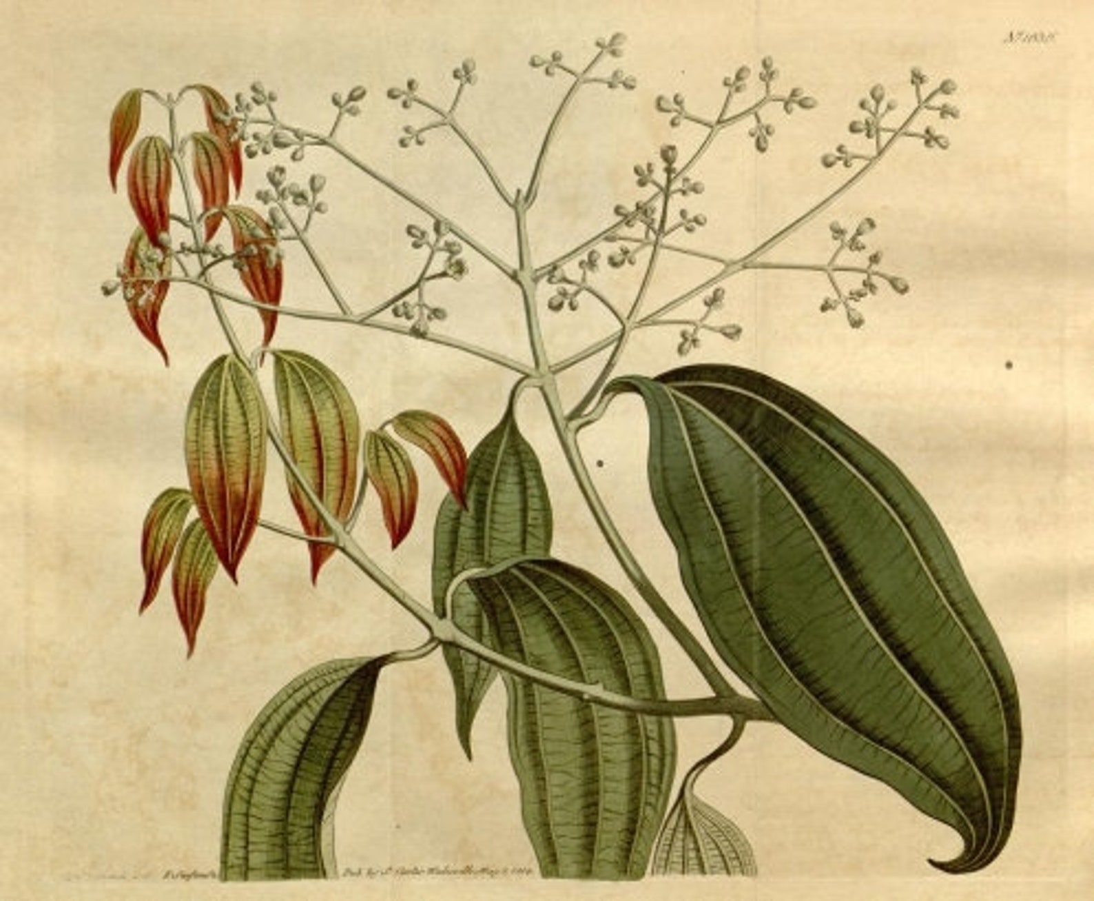 Cassia Quills (whole or Cut) - Cinnamomum Aromaticum -spices - Etsy