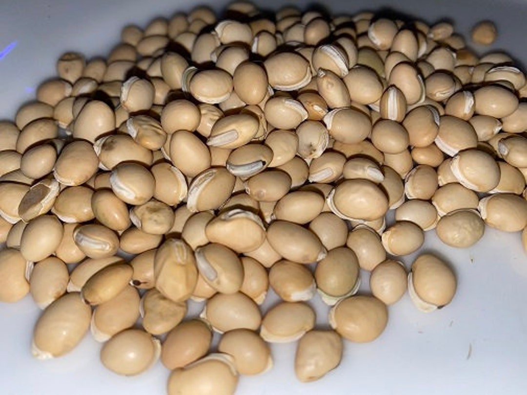 Bai Bian Dou Seed – Dolichos Lab - Hyacinth Bean, Indian Butter Bean ...