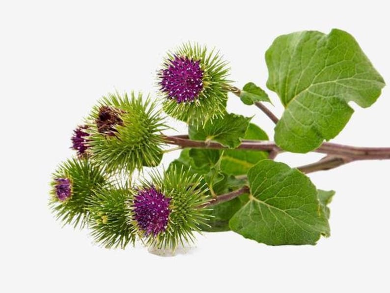 Burdock Root Arctium lappa 100 grams | Etsy