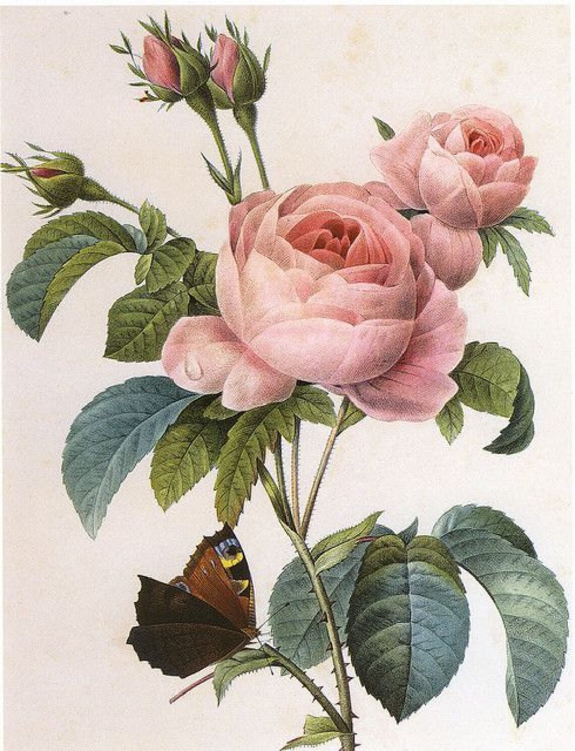 Rose Maroc Absolute Oil - Rosa Centifolia - 2ml - Etsy