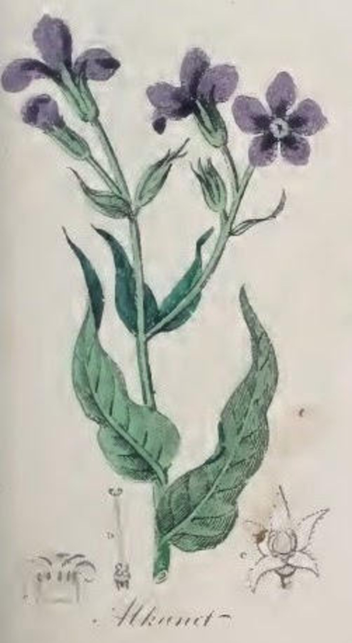 Alkanet Root - Cut Root or Powdered Root- Alkanna Tinctoria - Etsy UK