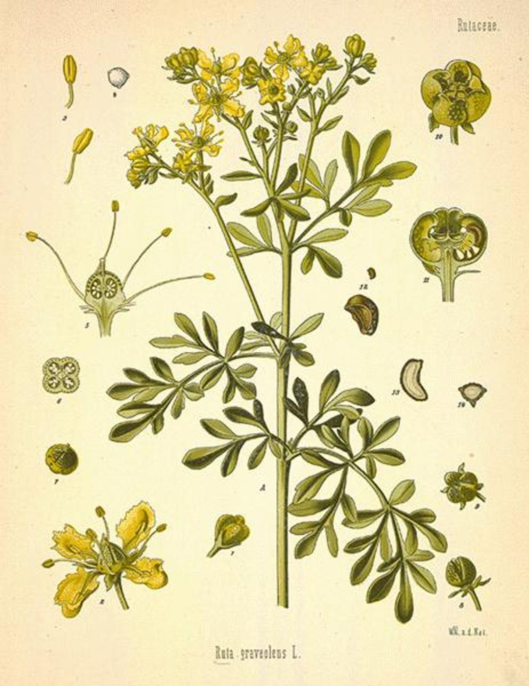 Rue Herb Pure Essential Oil Herb of Grace Ruta Graveolens 100% Pure ...