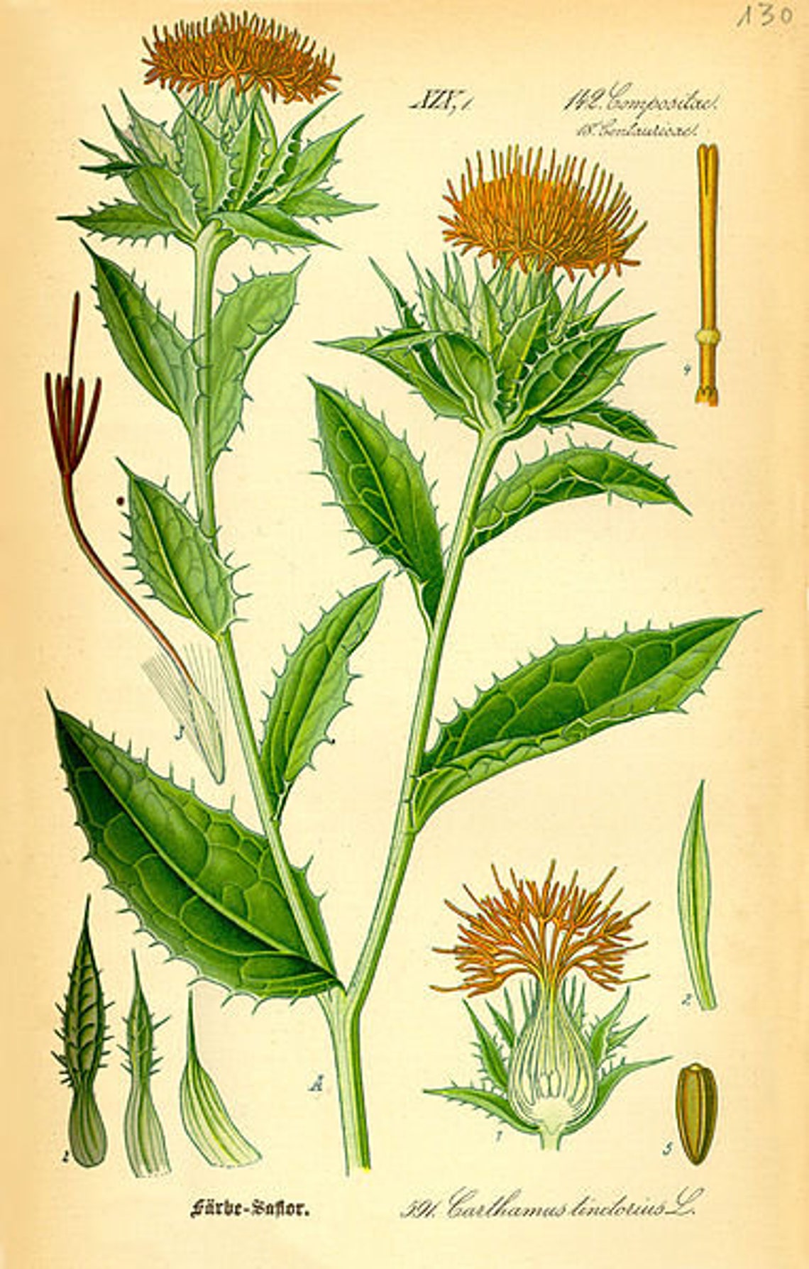 False Saffron – Kusum Flower Petals – Indian Safflower – Carmanthus ...