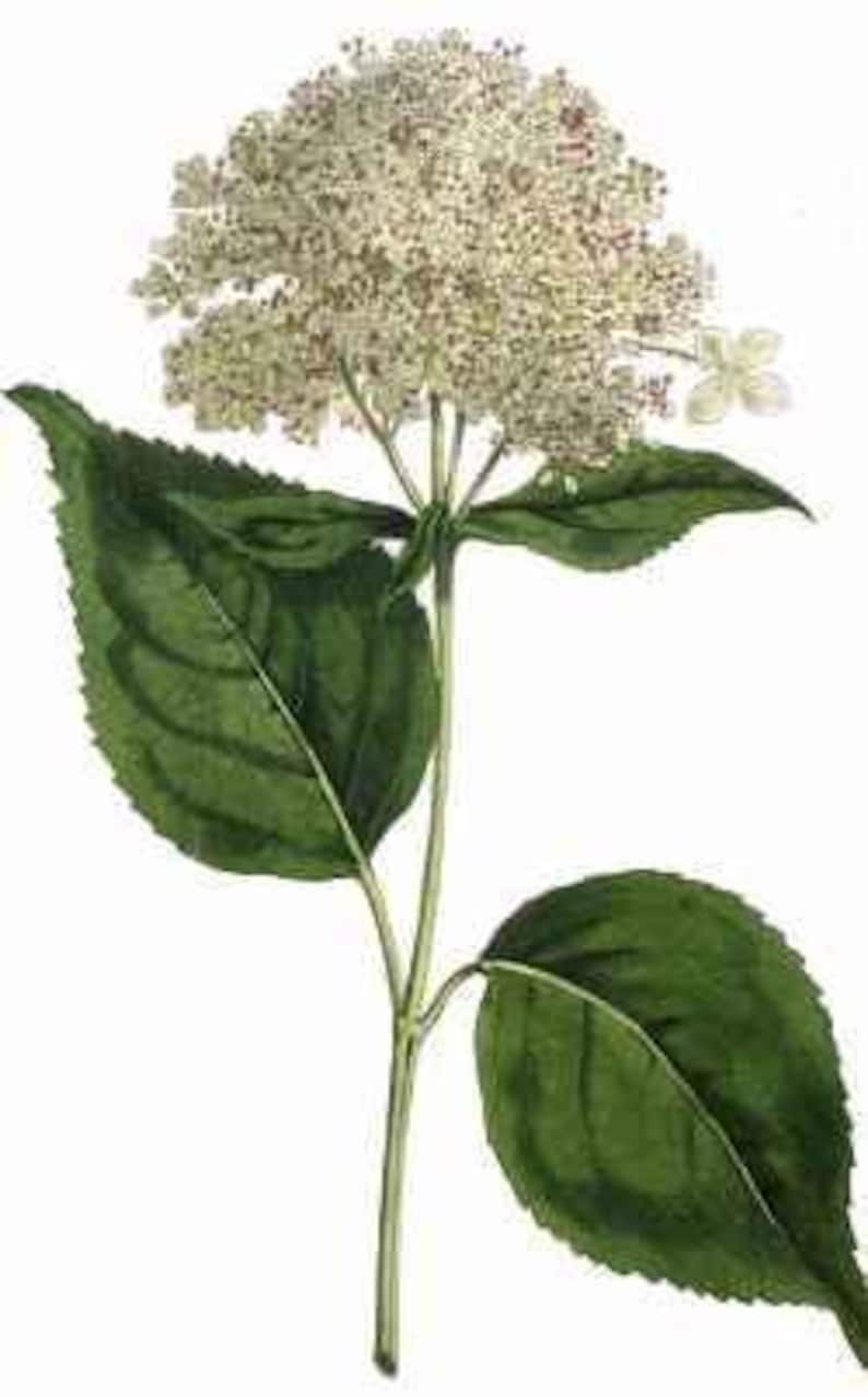 Hydrangea Root – Xiùqiú Gēn - Hydrangea Arborescens - 100 Grams - Etsy