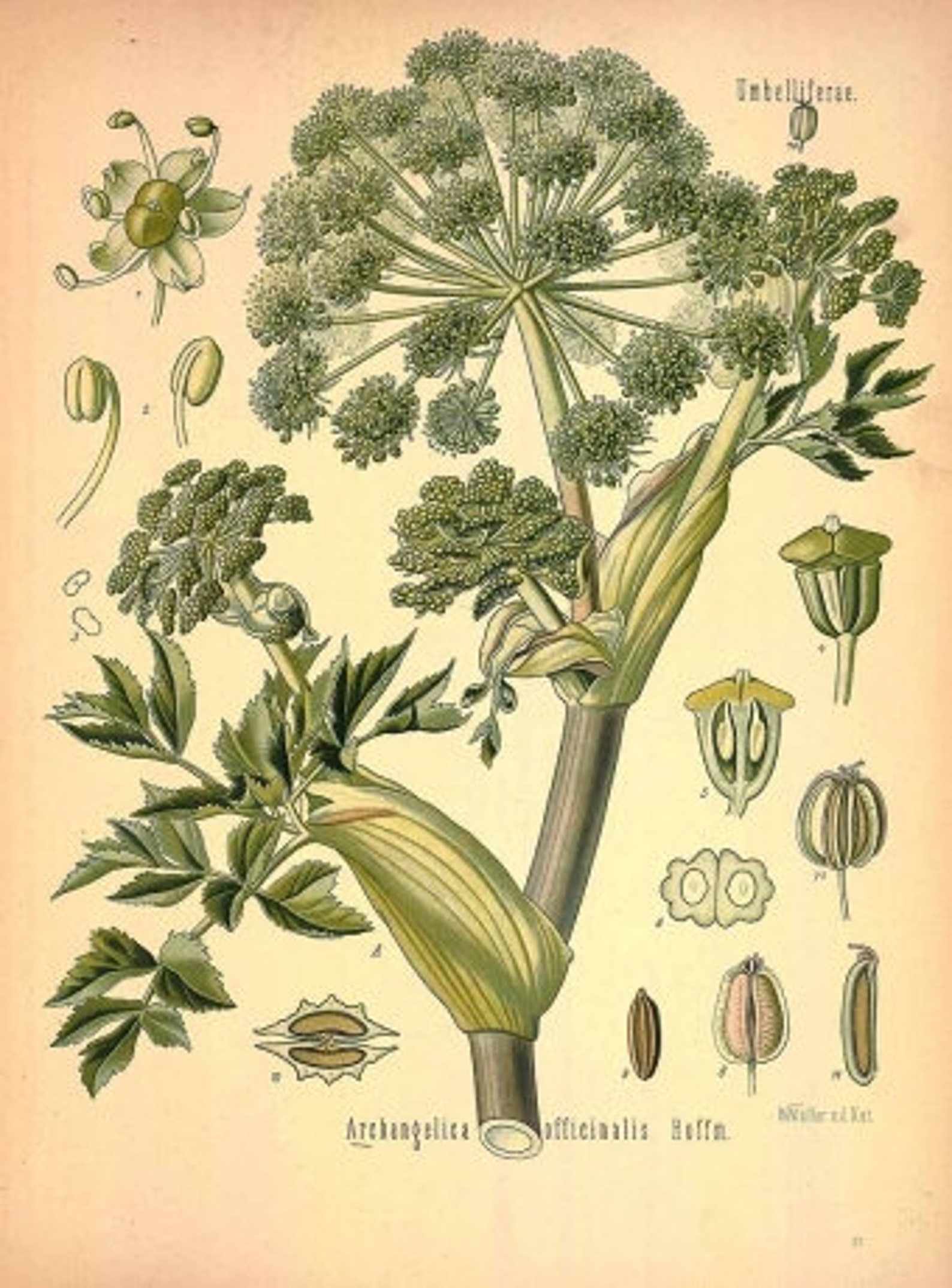 Angelica Root Tea cut and Dried Angelica Archangelica 100 Grams - Etsy UK