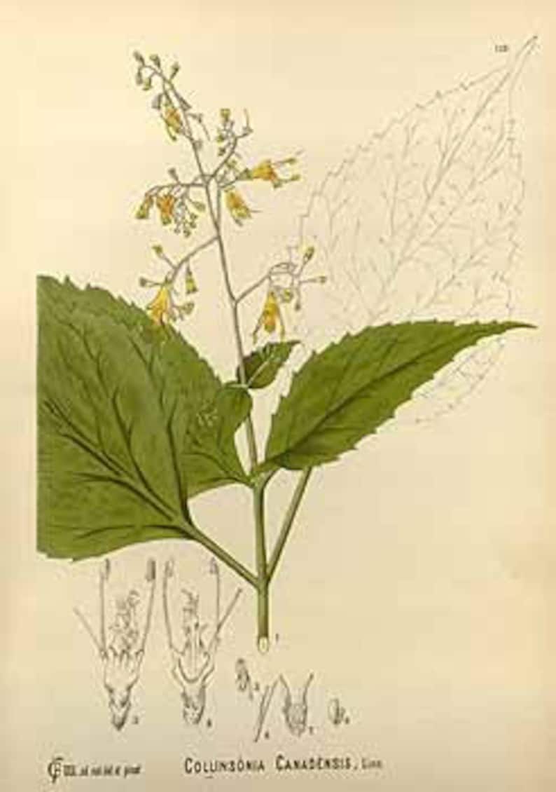 Stone Root dried and Cut Collinsonia Canadensis 50 Grams Herbal Tea ...