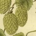 Hop Flowers Powder - Humulus Lupulus - 100 Grams - Etsy UK