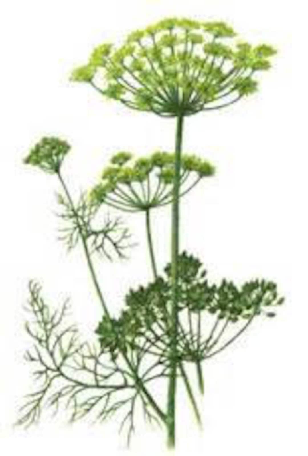 Anethi Essential Oil-anethum Sowa - 10ml - Etsy