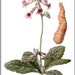 Chinese Foxglove Root - Shu Di Huang -rehmannia Glutinosa - 50 Grams ...