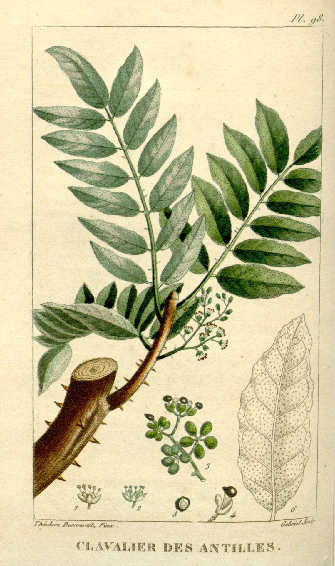 Prickly Ash Bark (dried and Cut) - Xanthoxylum Armatum - Herbal Tea ...