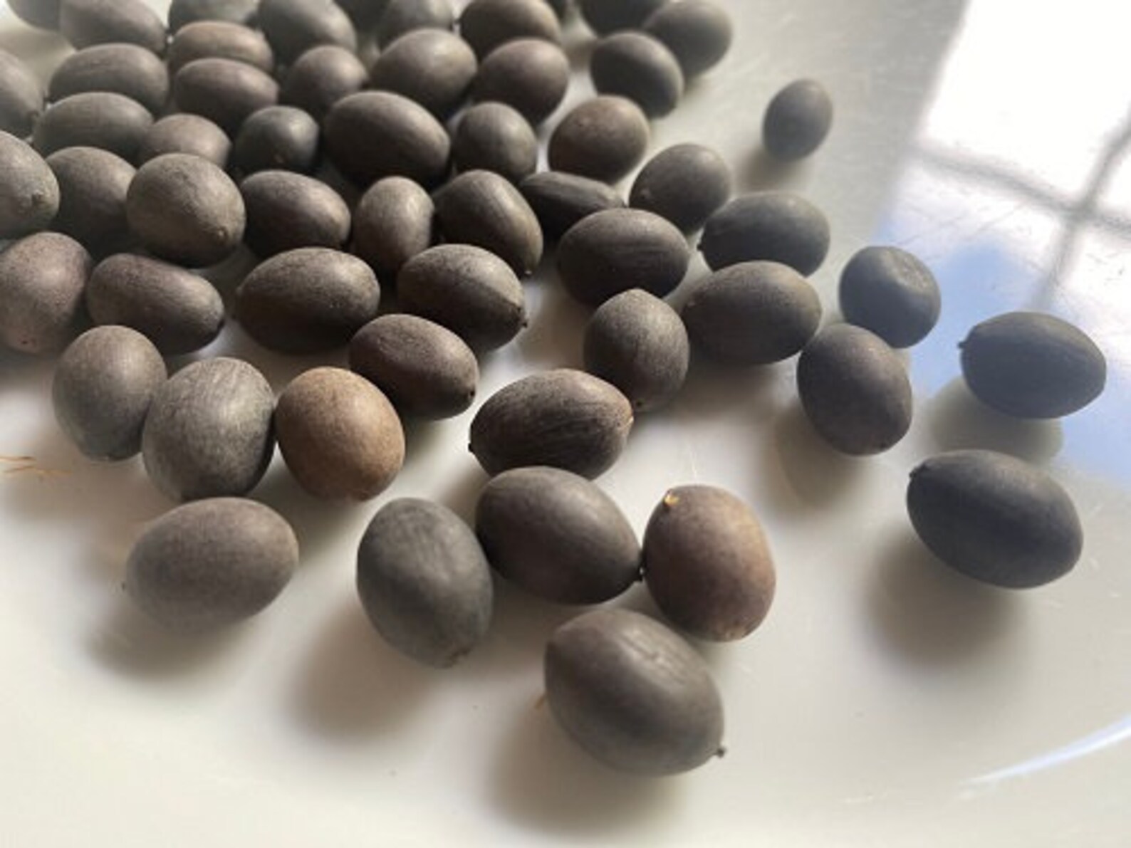 Lotus Seed (non Viable) – Nelumbo Nucifera 50 Grams From Herbs and ...