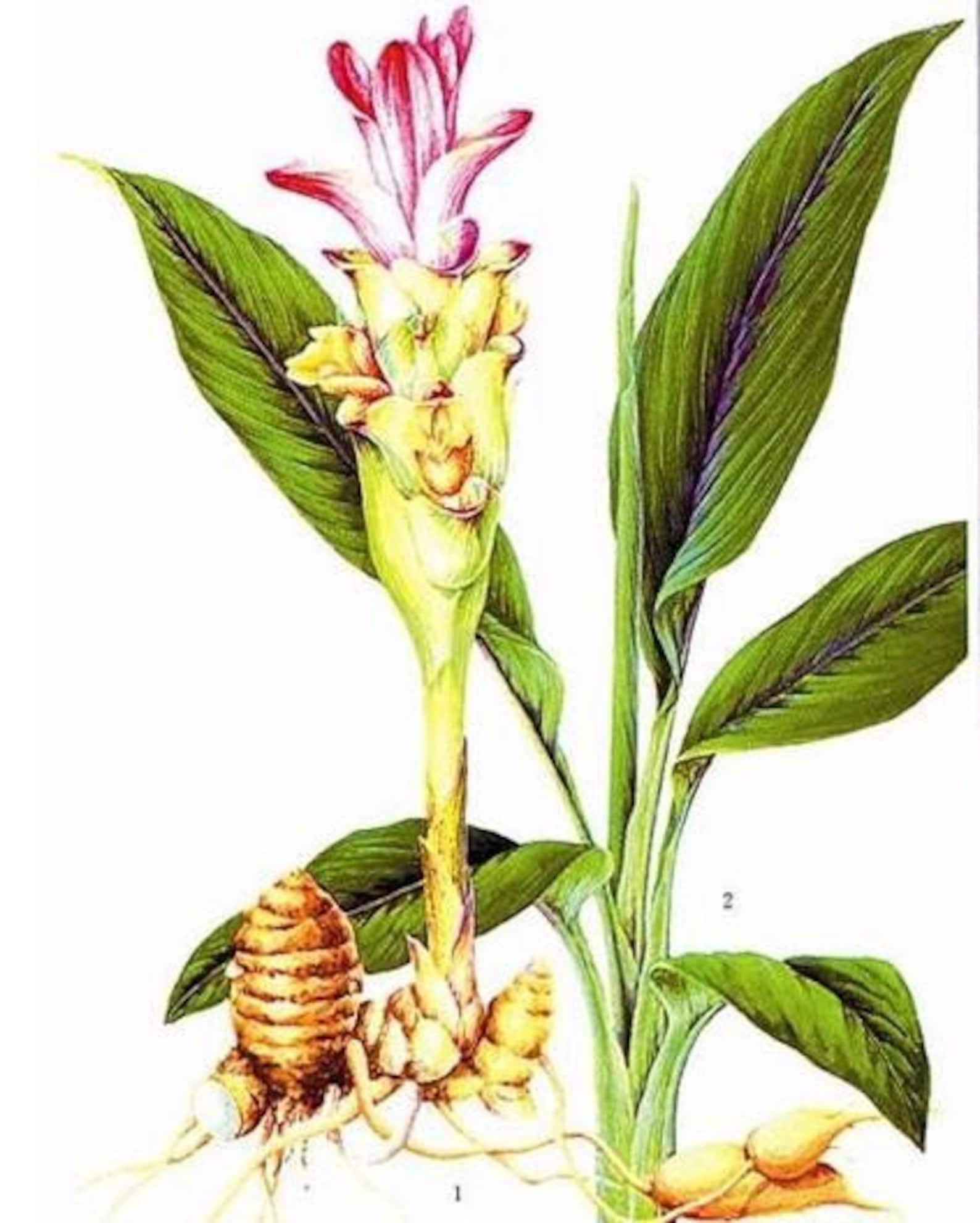 Zedoary Root (cut) – Curcuma Zedoaria Roscoe - 50 Grams Loose Herbal ...