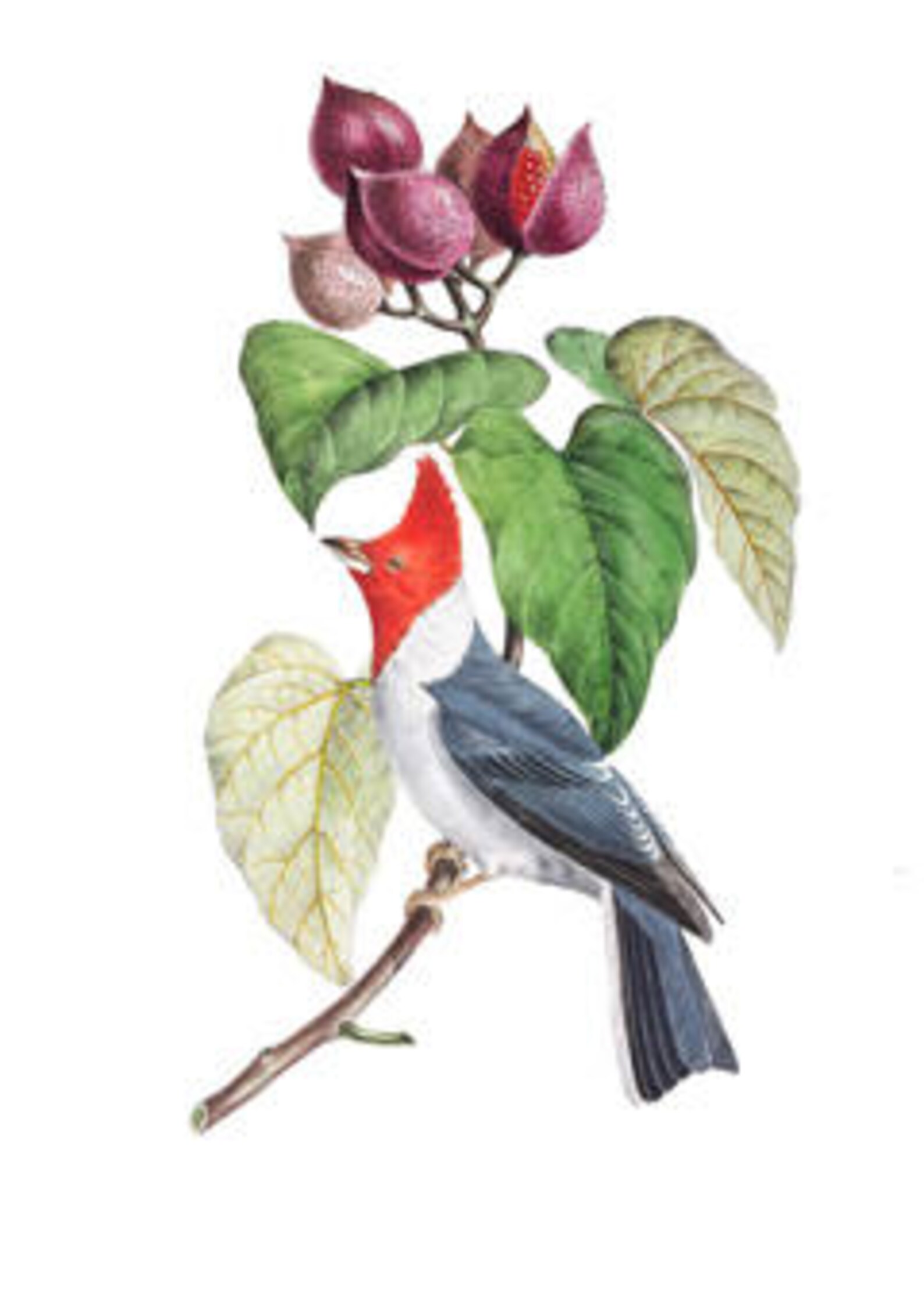 Annatto Seed - Spices - Achiote, Urucum, Colorau, Bija or Roucou - 100 ...