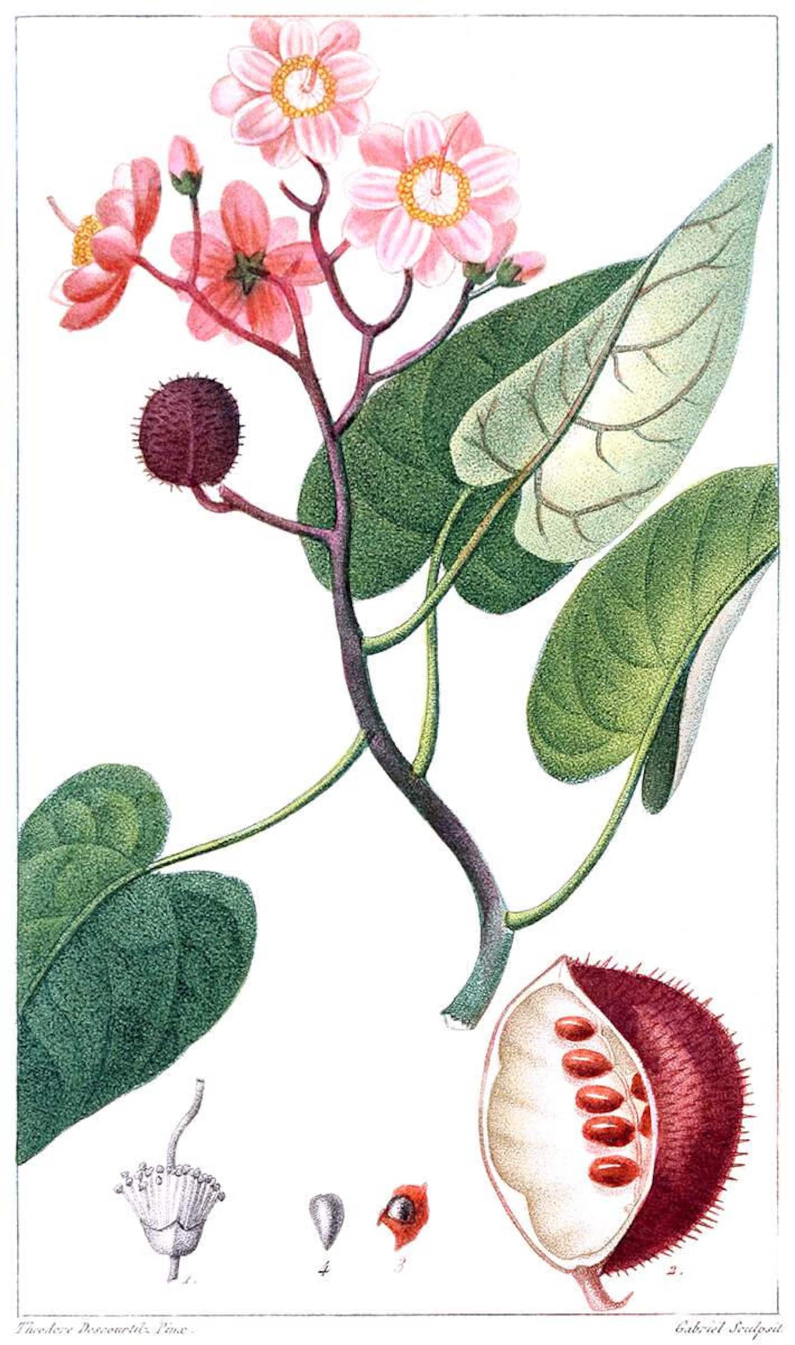 Annatto Seed - Spices - Achiote, Urucum, Colorau, Bija or Roucou - 100 ...