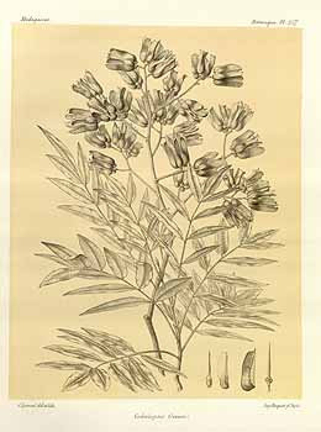 Katrafay (cedrelopsis Grevei) 100% Pure Essential Oil - 10 Ml - Etsy