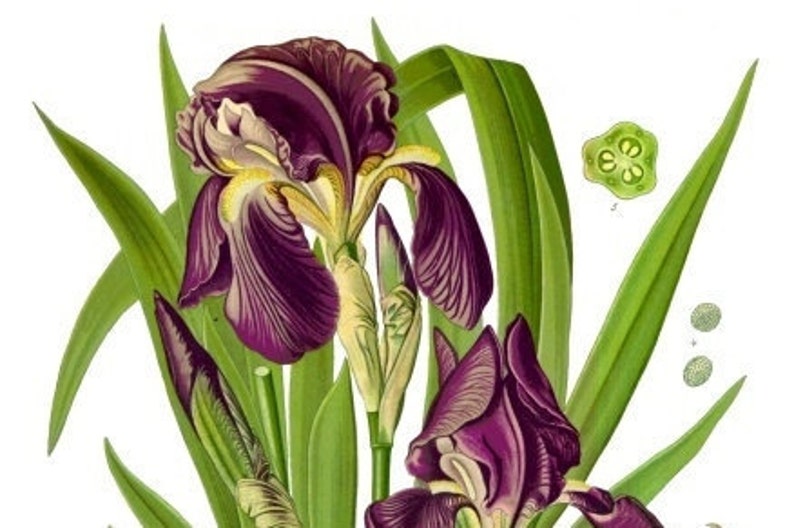 Orris Root Whole Root Iris Florentina 50 Grams - Etsy