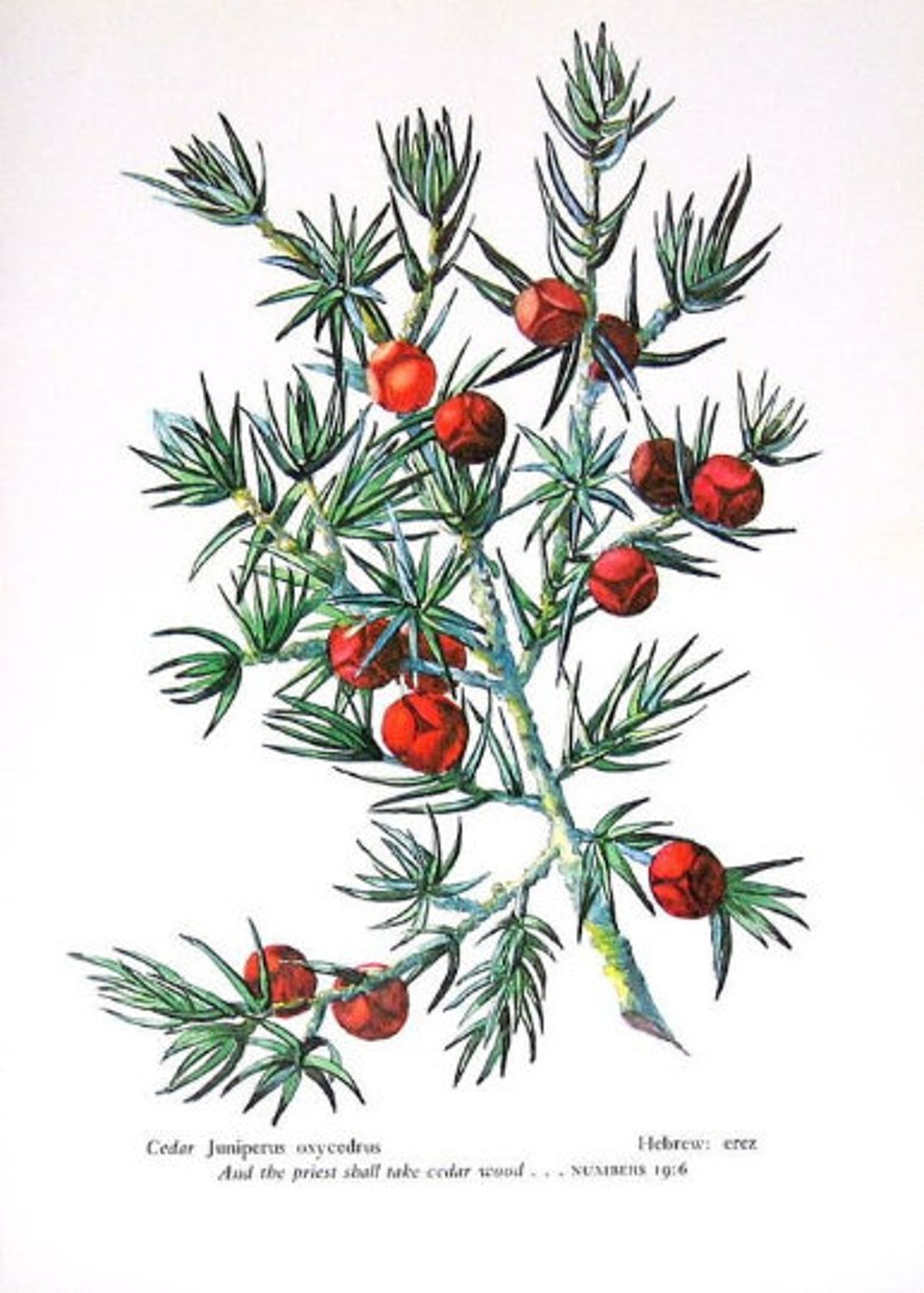 Cade Essential Oil - Juniperus Oxycedrus - 100% Pure - 10ml ...