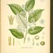 Benzoin sumatra Essential Oil styrax Benzoin 100% Pure 10ml - Etsy