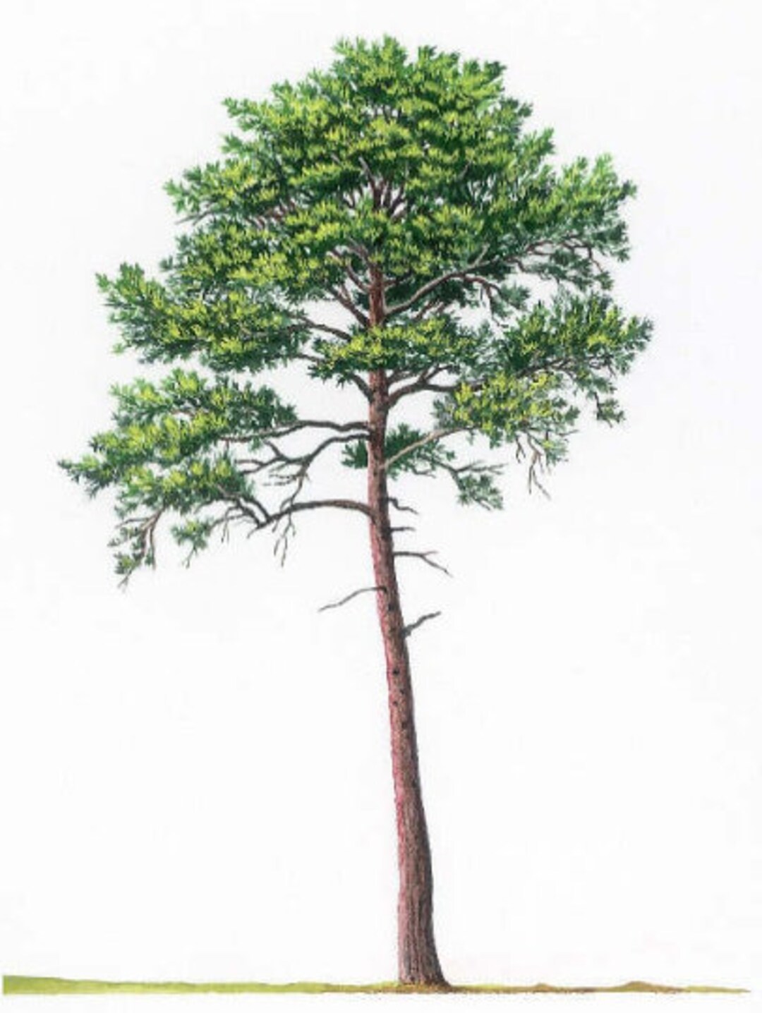 Maritime Pine Essential Oil-pinus Maritima - 100% Pure - 10ml ...