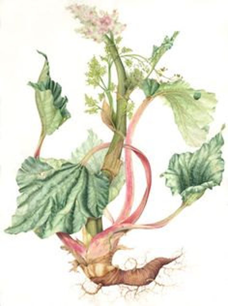 Rhubarb Root Rheum Palmatum 100 Grams - Etsy