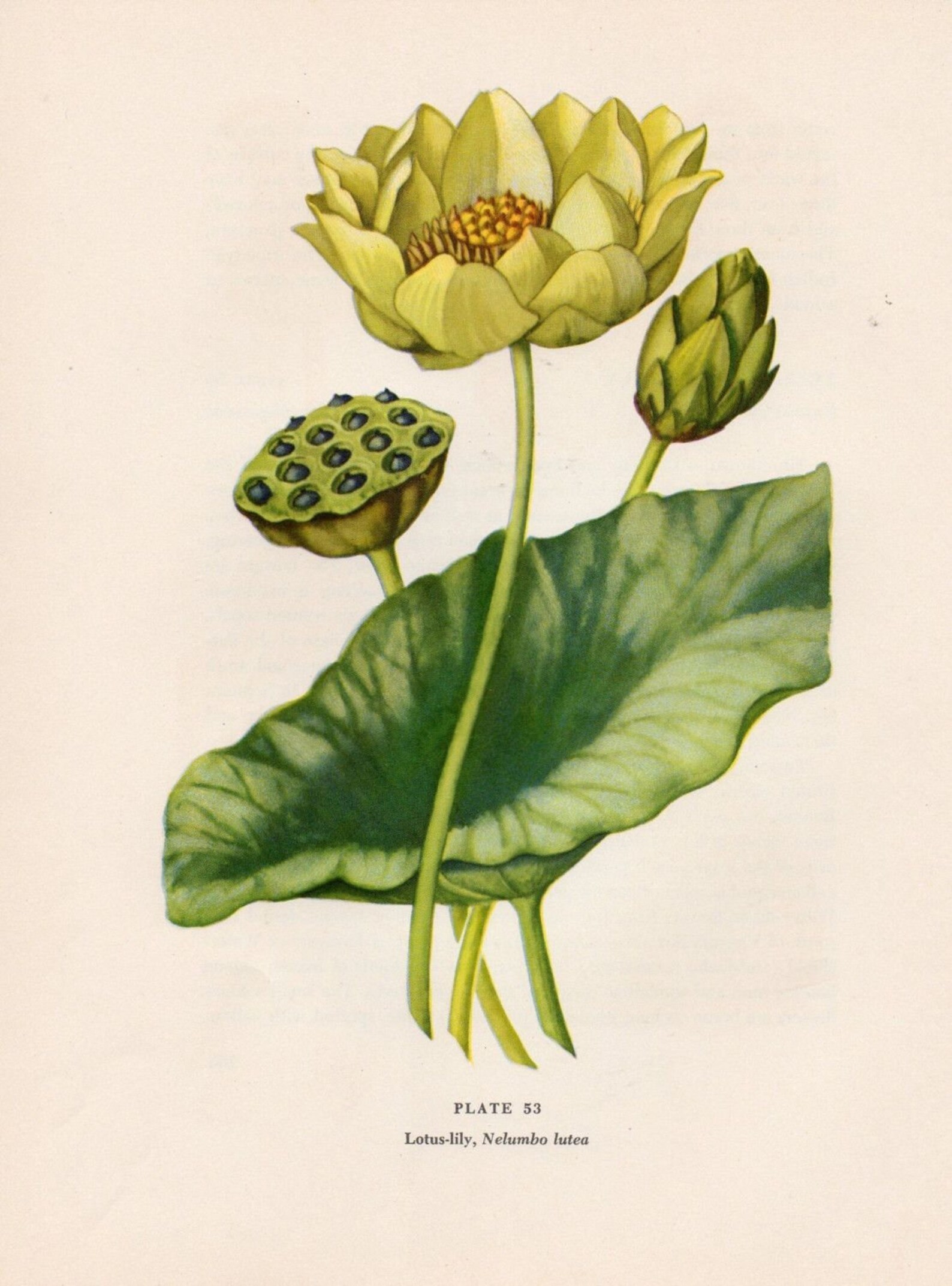 Lotus Seed (non Viable) – Nelumbo Nucifera 50 Grams From Herbs and ...