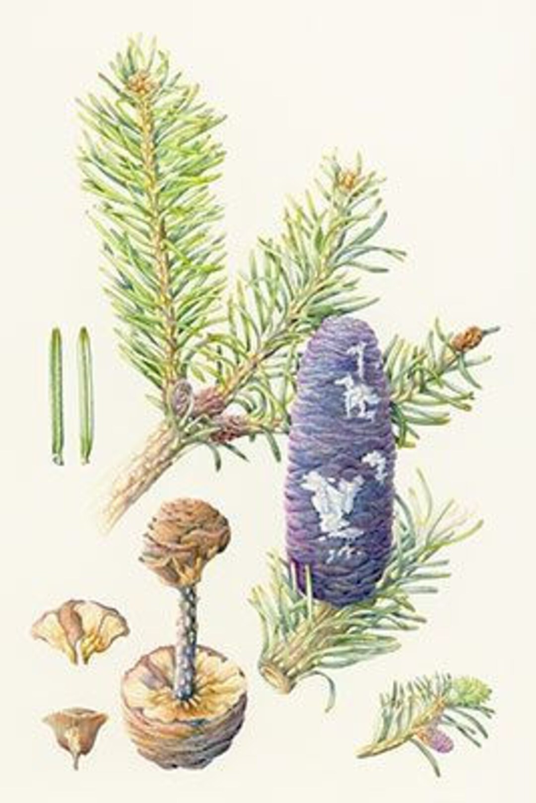 Himalayan Fir Essential Oil – Abies Spectabilis-100% Pure - 5ml - Etsy