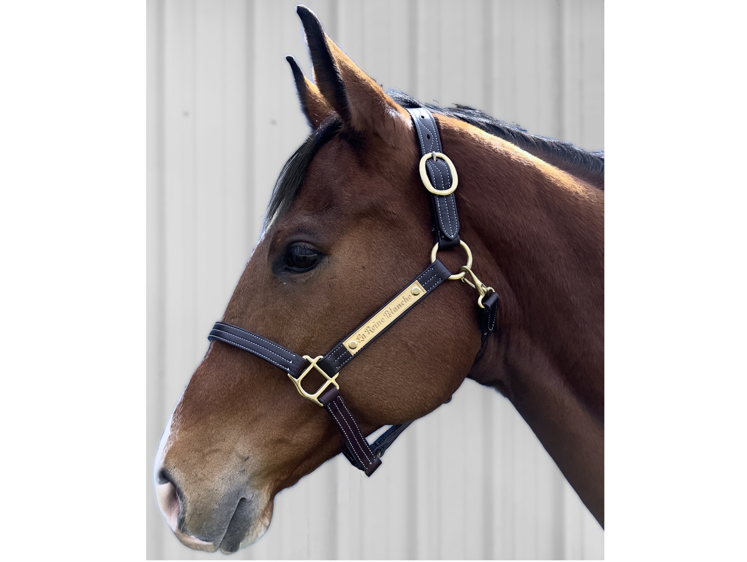 Plain Western Show Halters