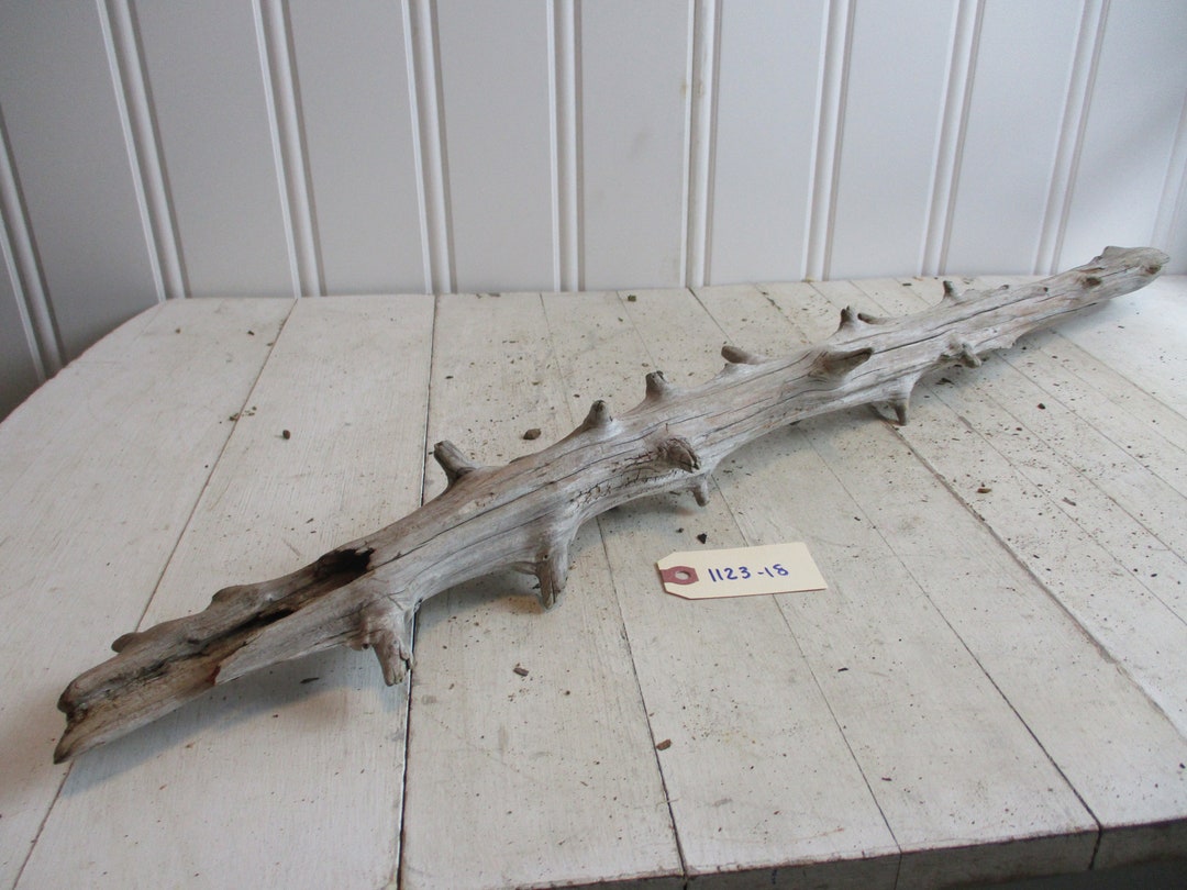 Long Thin Cedar Tree Piece Natural Driftwood Very Cool Piece - Etsy