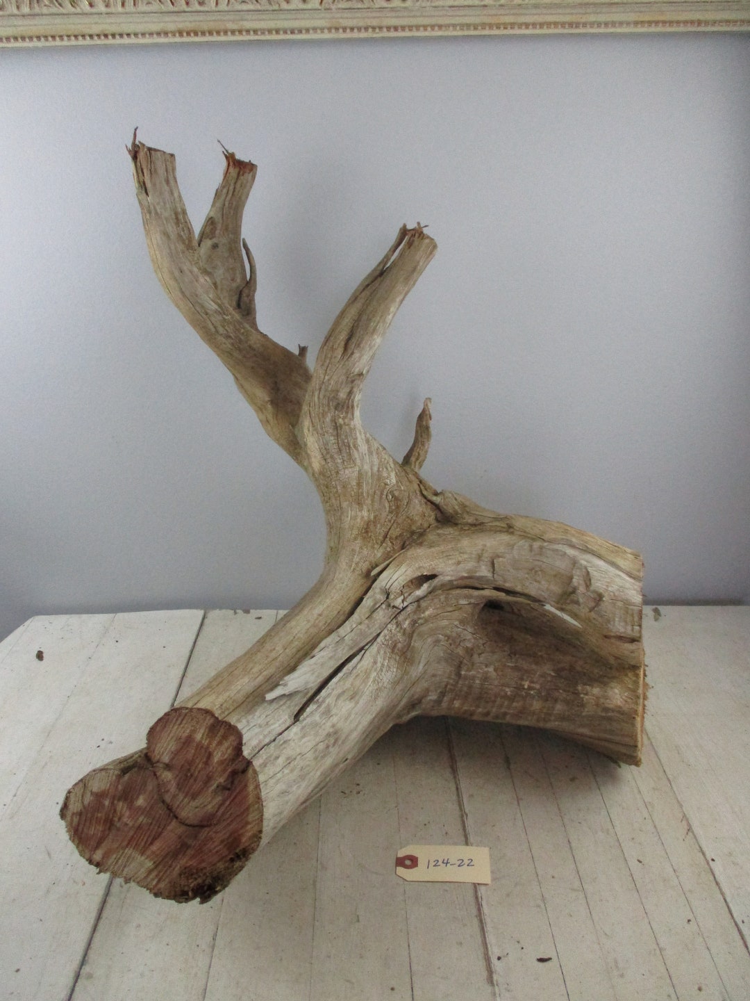 Interesting Large Driftwood Tree and Root Freshwater Drift Wood Great ...
