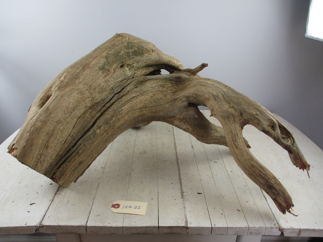 Interesting Large Driftwood Tree and Root Freshwater Drift Wood Great ...