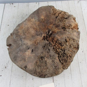 Solid Slice of the End of a Driftwood Stump Cut on One Side and Raw ...