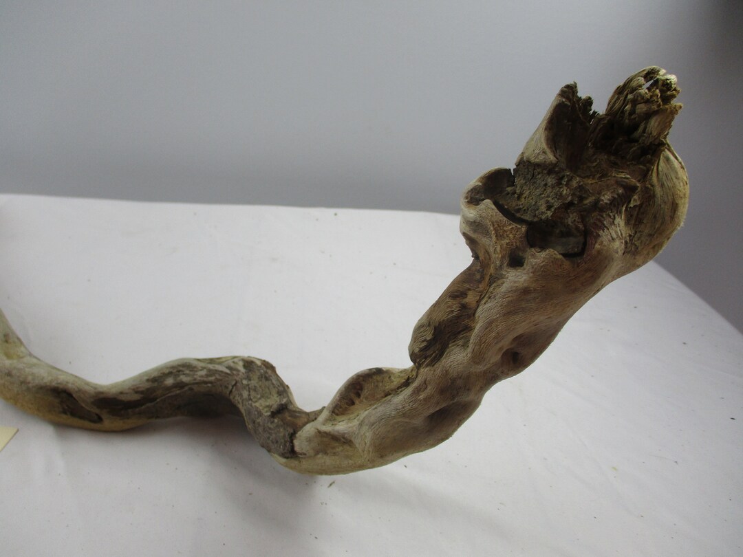 Medium Long Curving Driftwood Piece Root Piece Curves and Dents /wear ...