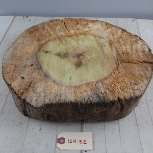 Solid Slice of the End of a Driftwood Stump Cut on One Side and Raw ...