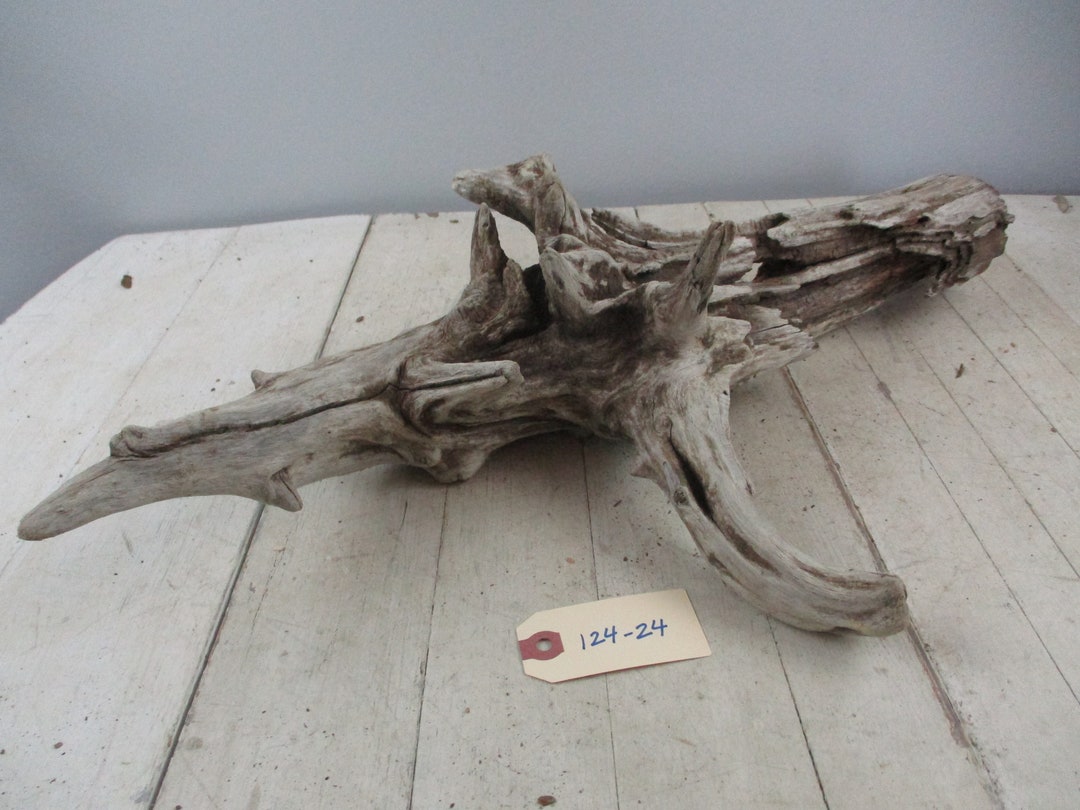 Gnarly Interesting Medium / Large Cedar Driftwood Stump and Roots Piece ...