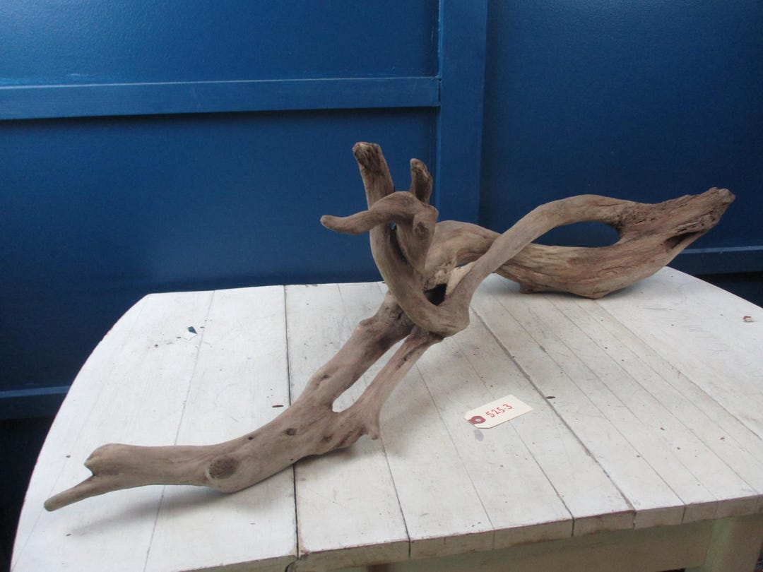 Interesting Long Curving Root Driftwood Freshwater Drift Wood Great ...