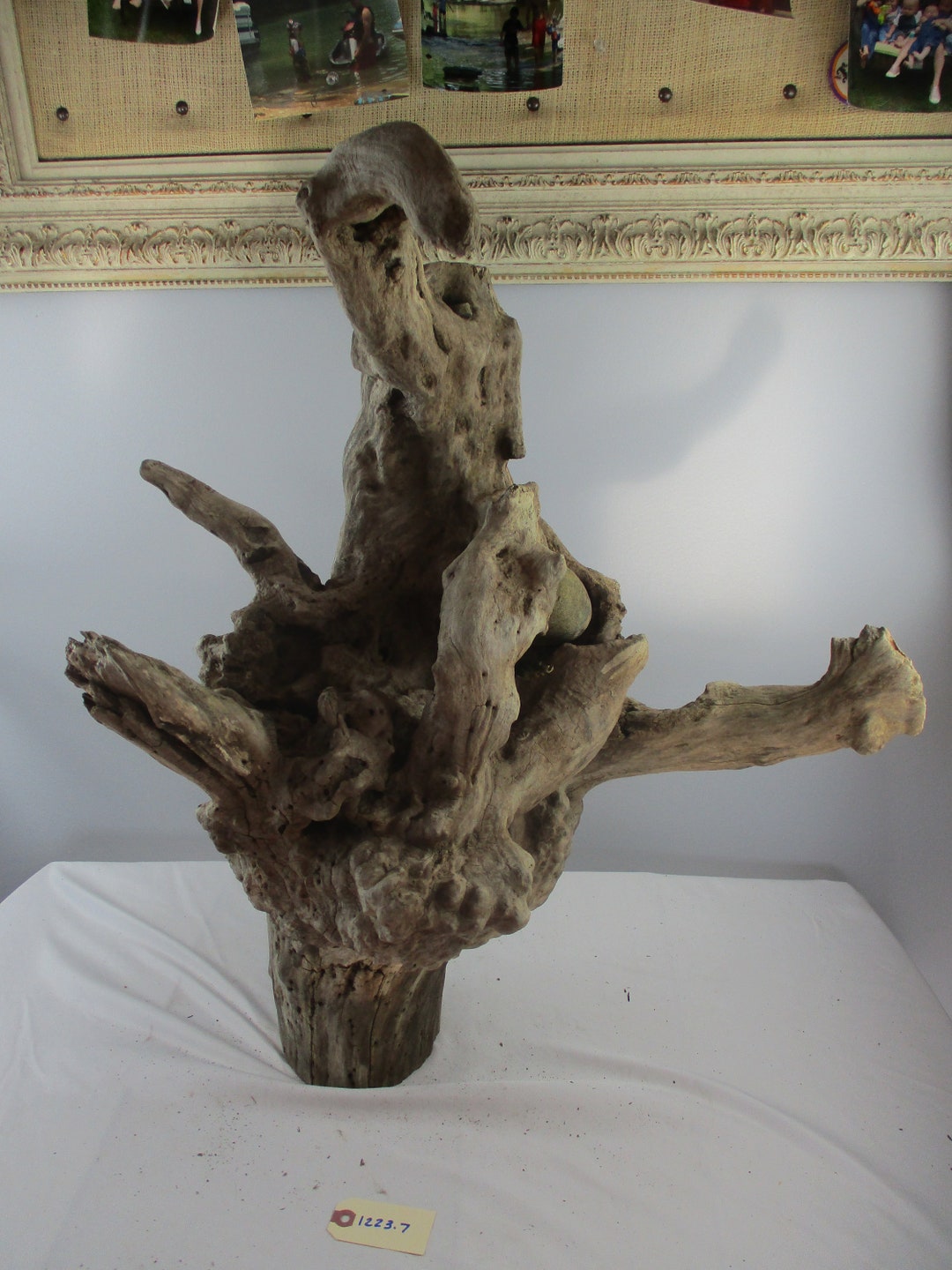 Gnarly Beautiful Very Large Sized Driftwood Solid Stump Piece With ...