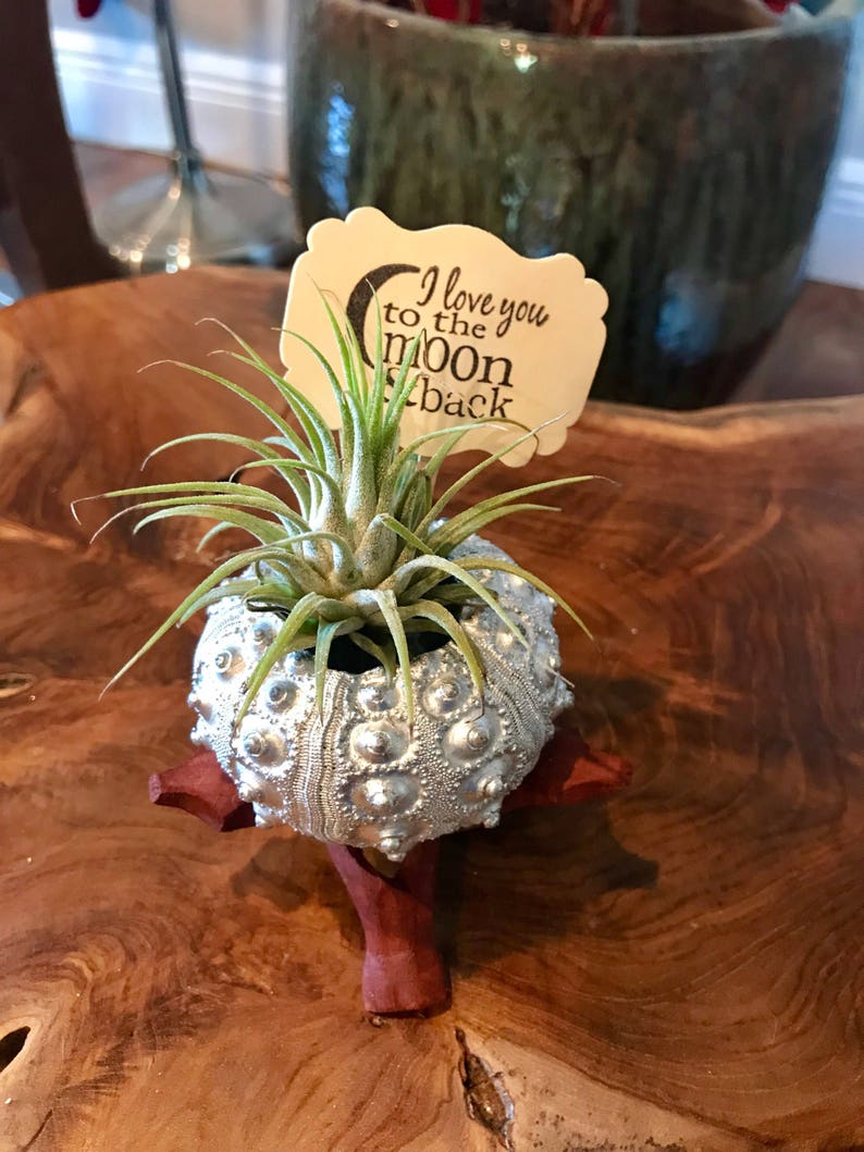 Unique Air Plant Gift, Love You to the Moon and Back, Plant Sea Urchin ...