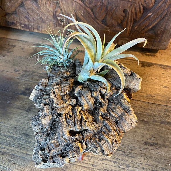 Tillandsia Display - Etsy