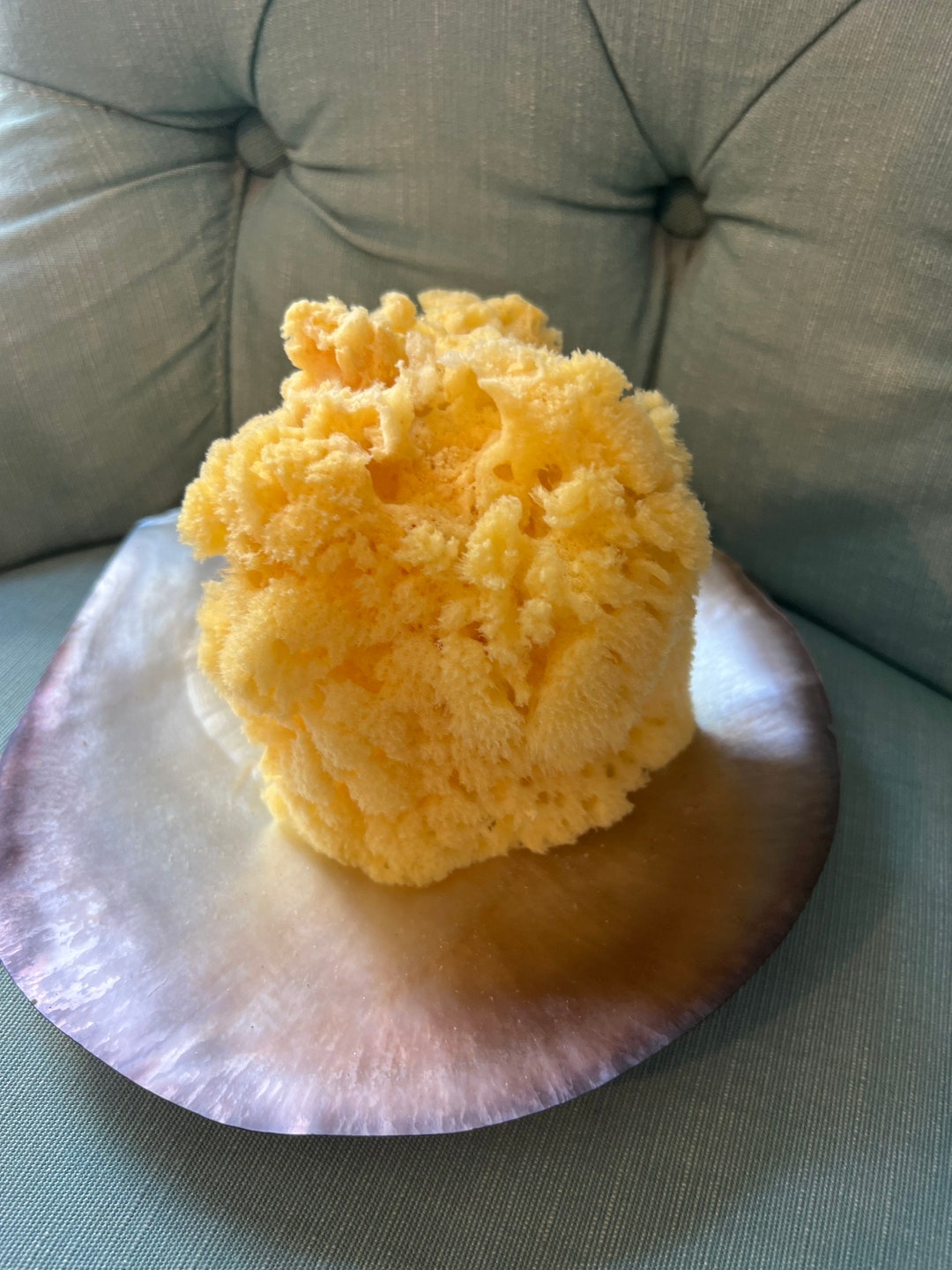 Sea Sponge, Natural Sponge, Real, Fibers, Beautiful Large Sponge - Etsy