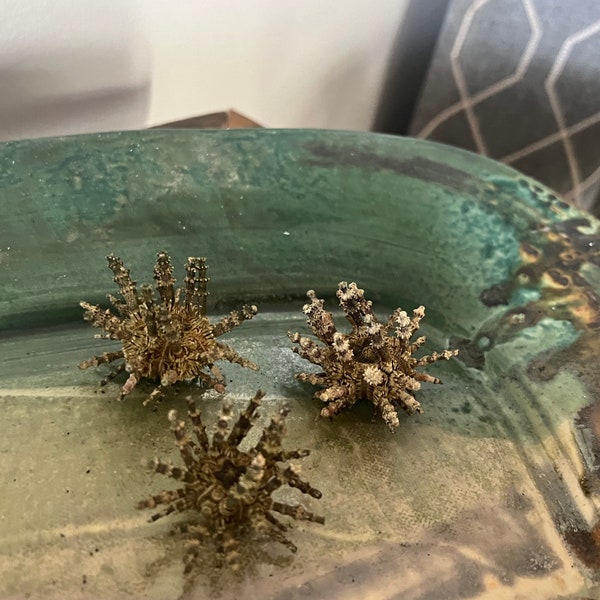 Sputnik Sea Urchin - Etsy