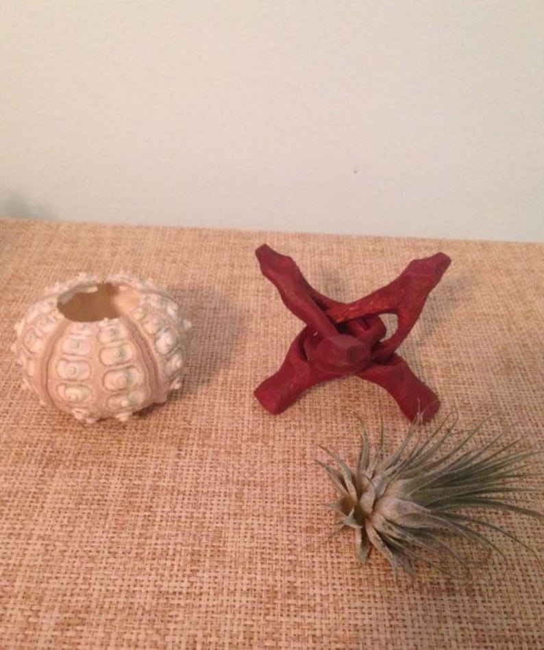 Unique Air Plant Gift, Love You to the Moon and Back, Plant Sea Urchin ...