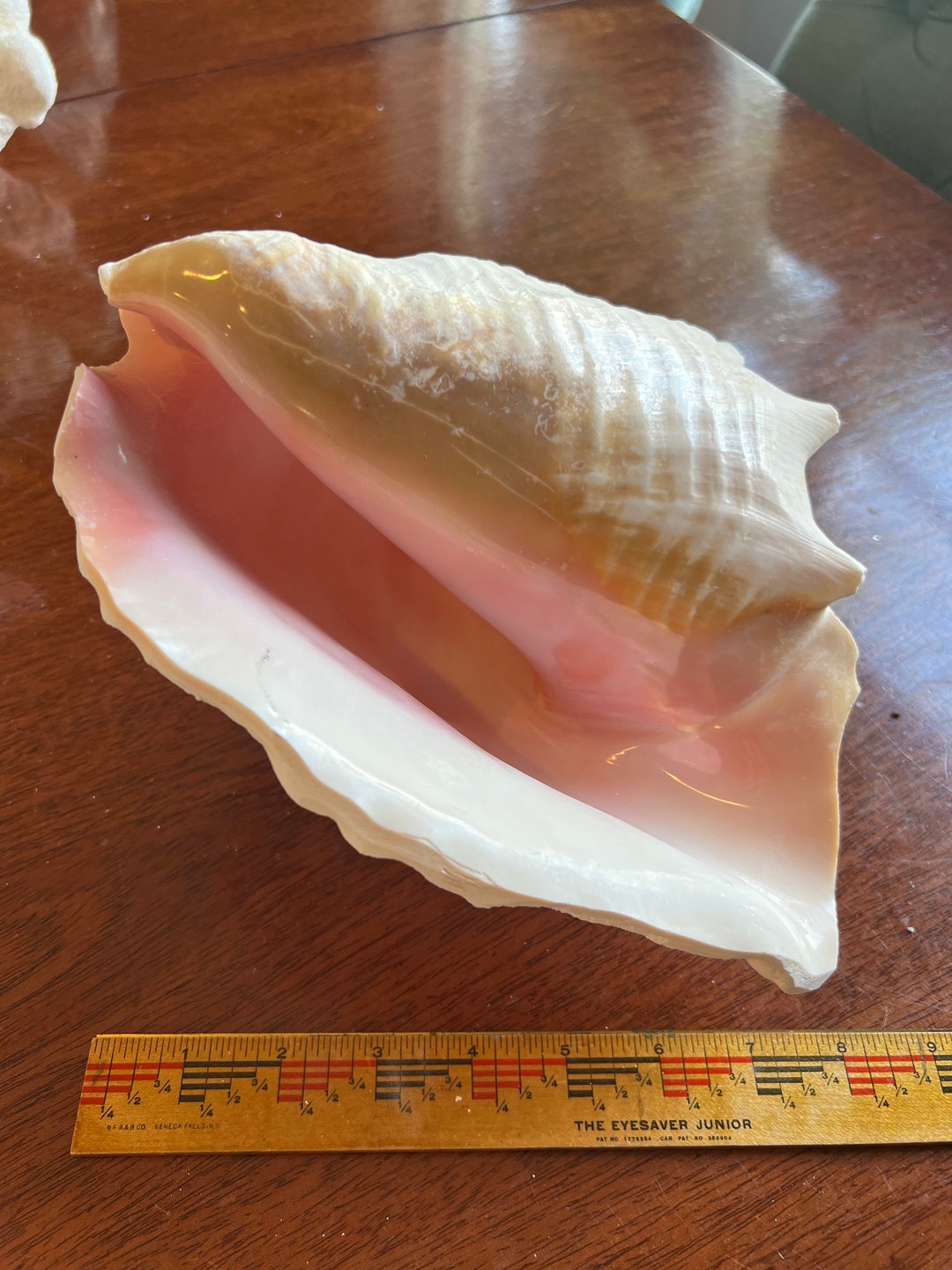 Conch Shell Pink Slit Back Extra Large Large Bahama Pink Conch Shell ...