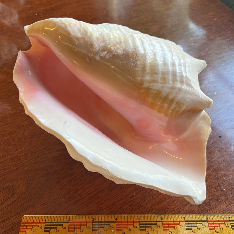 Large Conch Shell - Etsy