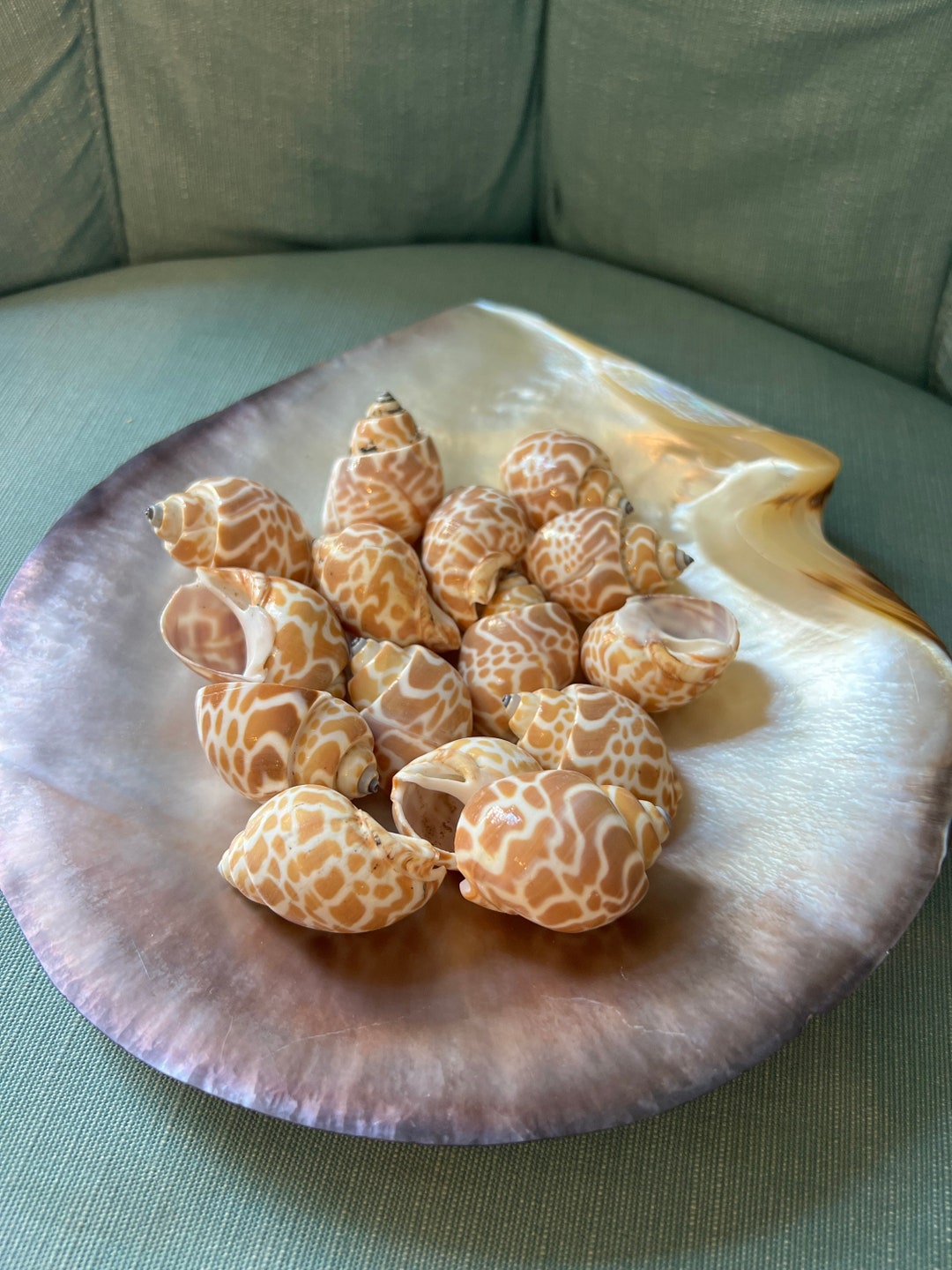 Shells Tan and White Small Cute Wedding Shells Babylonia Spiratas ...