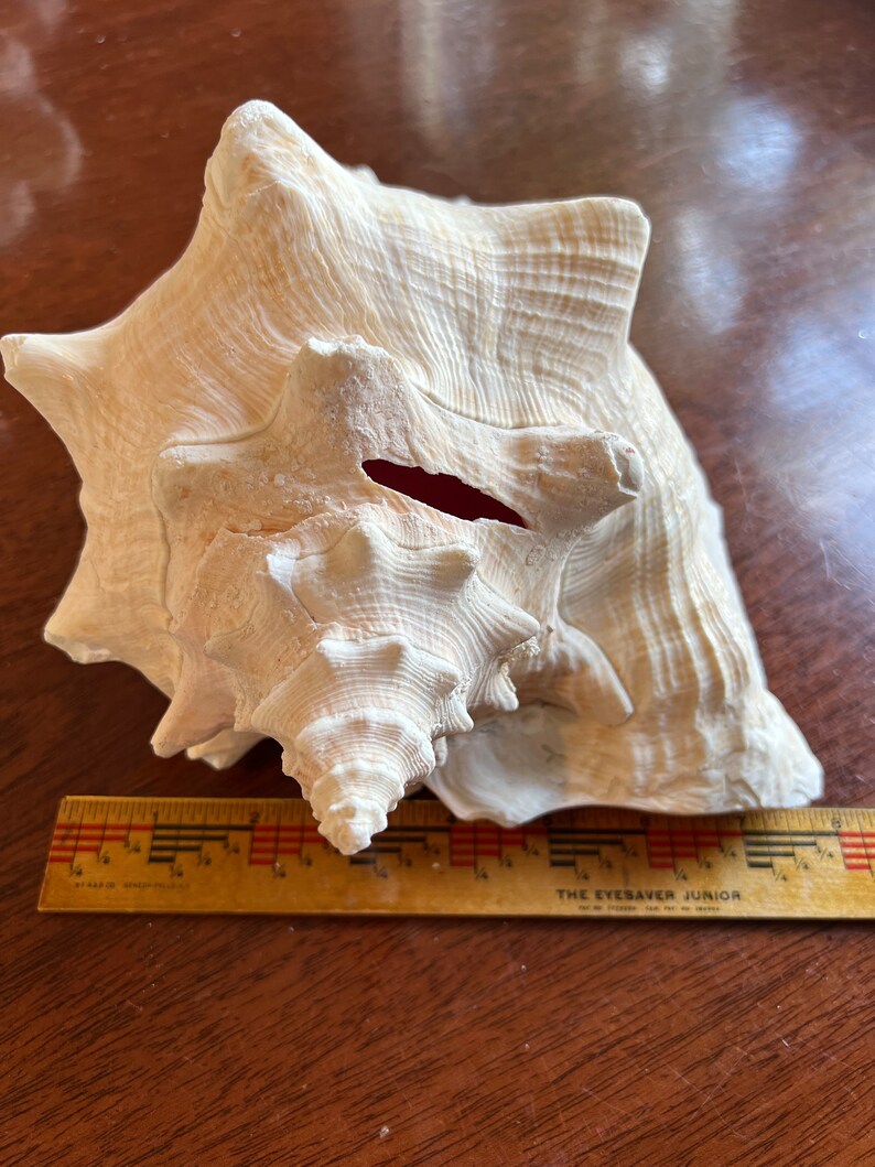 Conch Shell Pink Slit Back Extra Large Large Bahama Pink Conch - Etsy