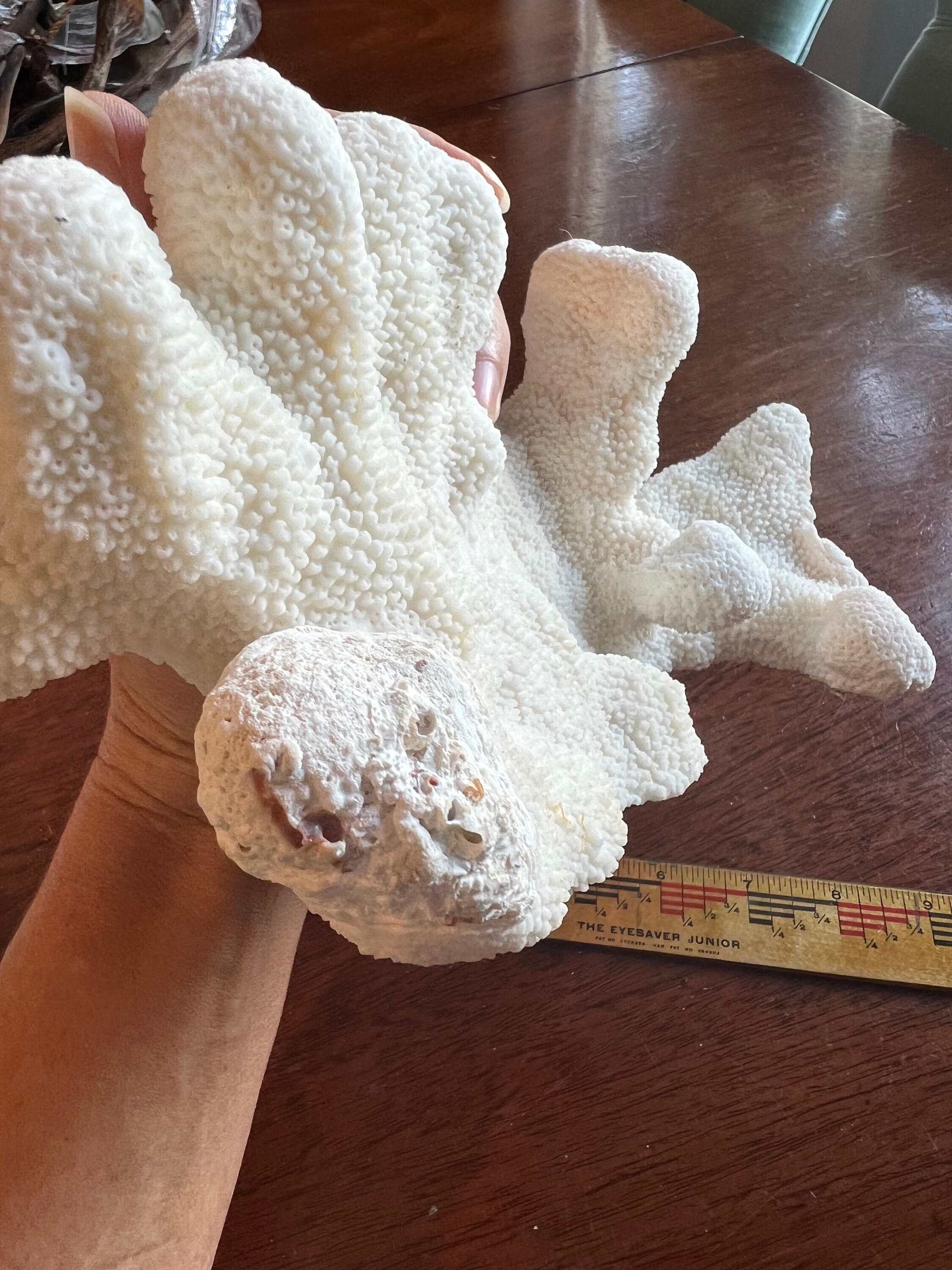 Cats Paw Coral Catspaw Coral Decor Table Coral - Coral - Seashells ...