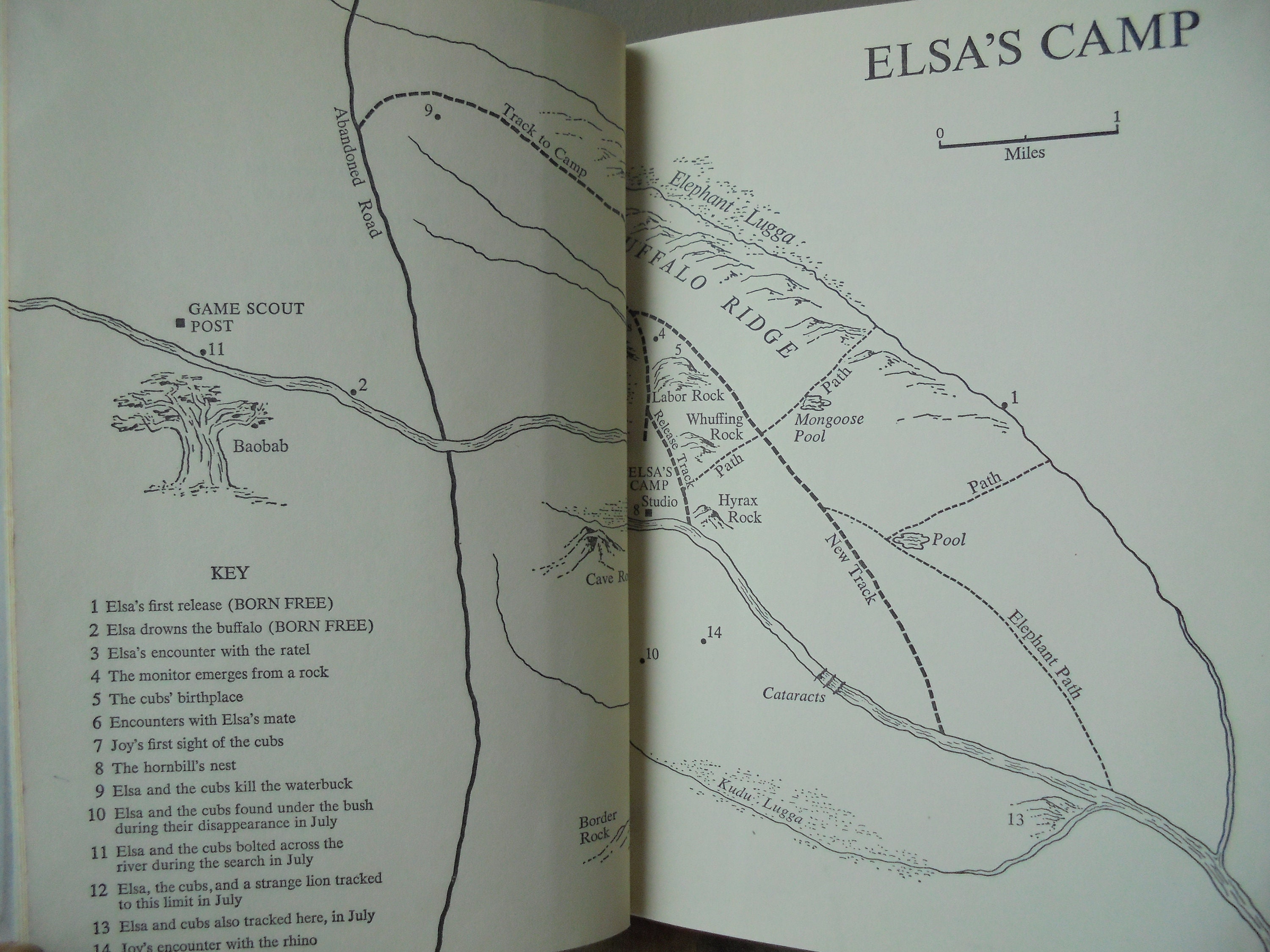 Living Free the Story of Elsa and Her Cubs by Joy Adamson - Etsy